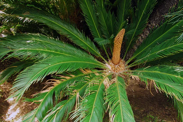 Cycad Palm plant — Stock Photo © Nikonite #1315544