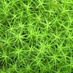 Green Moss — Stock Photo © Digifuture #3734098