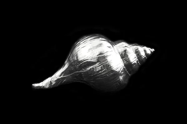 Sea shell silver color — Stock Photo © yellek #1317587