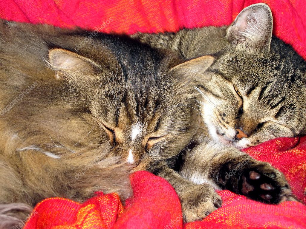 Two cats sleeping — Stock Photo © sabphoto #1838372