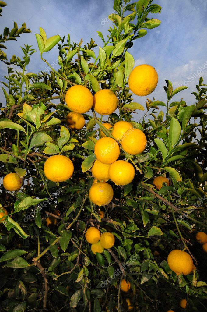 Lemon tree — Stock Photo © photo25th #1327101