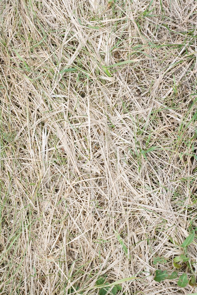 Texture of a grass_02 Stock Photo by ©AlexisCorvus 1305595