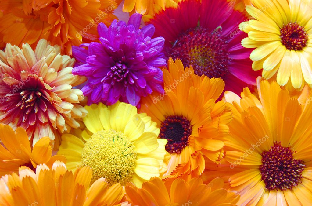 Multi colored flowers pattern background — Stock Photo © voronin-76 ...