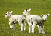 Free Stock photo of spring lambs | Photoeverywhere