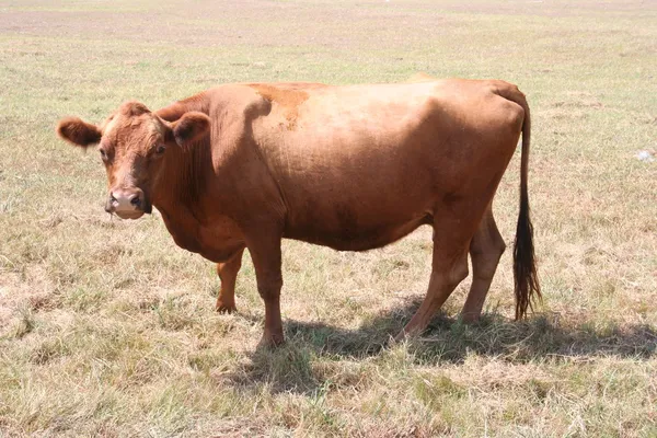 Red cow Stock Photos, Royalty Free Red cow Images | Depositphotos