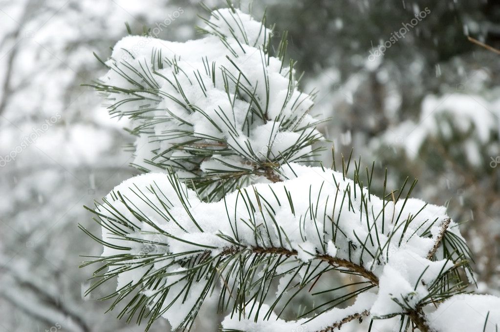 Snow Falling On Pine Trees