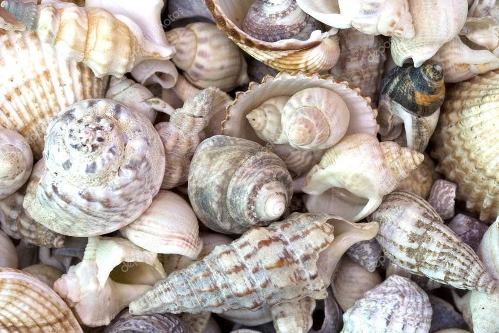 Shelly background Stock Photo by ©cheyennezj 1380791