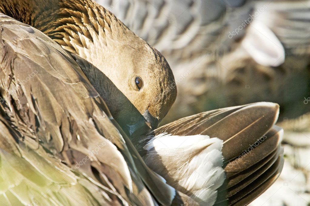 Duck eye Stock Photo by ©cheyennezj 1436103