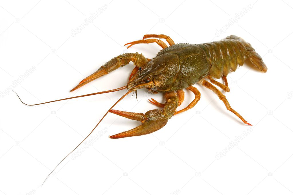Crawfish Stock Photo by ©masic75 1951572