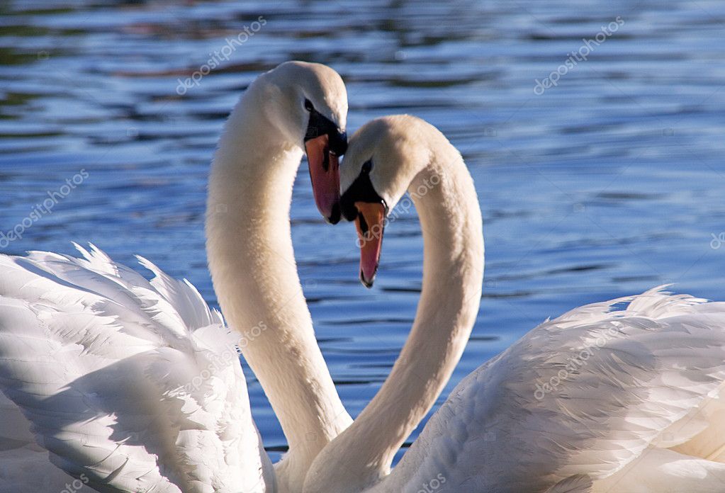 Two swans on lake — Stock Photo © telos9 #1375581