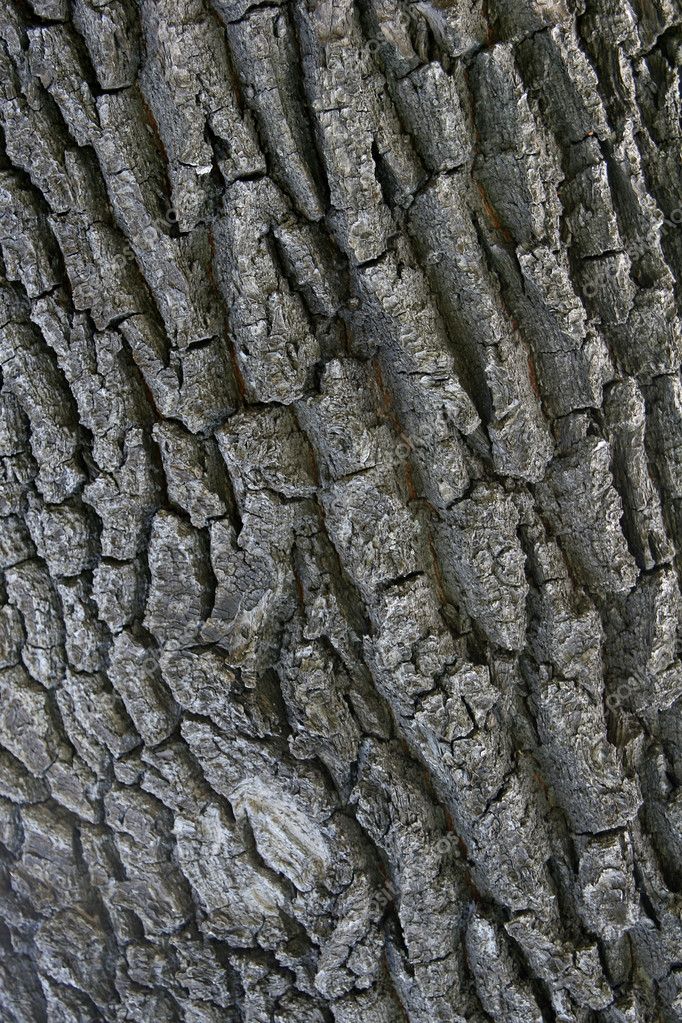 Thick bark — Stock Photo © avevstaf #1778140