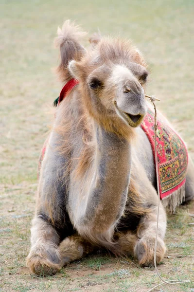 Smiling camel Stock Photo by ©withGod 1396849