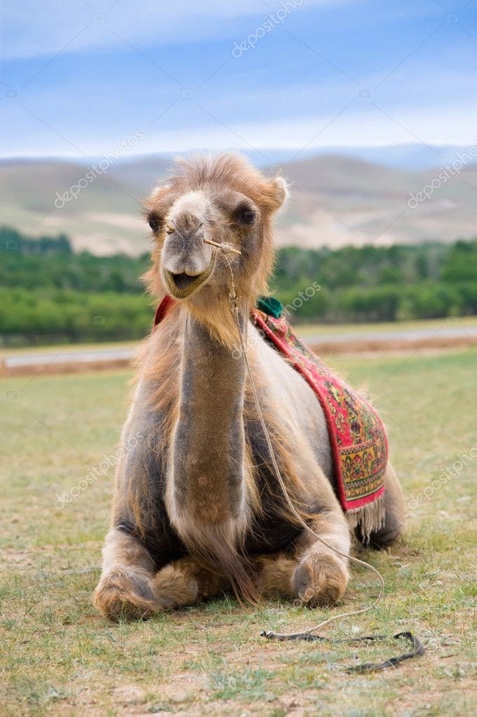 Smiling camel Stock Photo by ©withGod 1396849