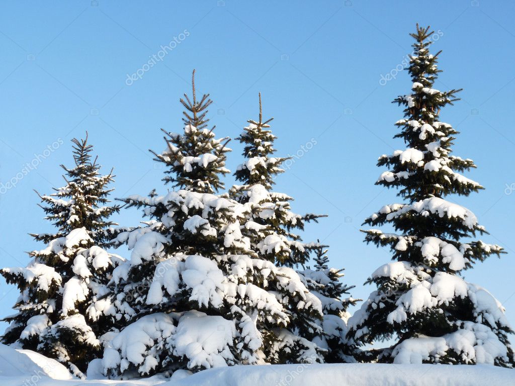 Winter fir-trees — Stock Photo © AlinaYa #1684657