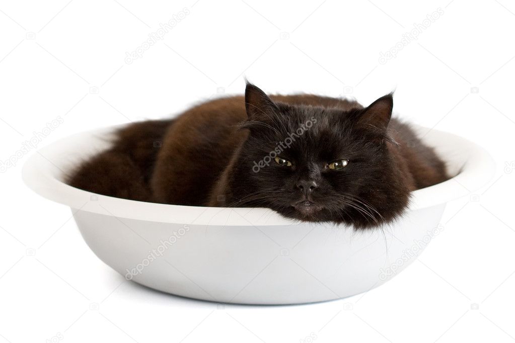 Black cat in a basin isolated Stock Photo by ©duskbabe 1419296