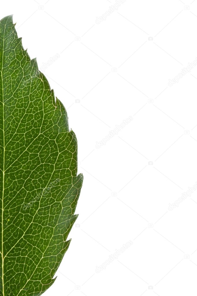 Half-leaf — Stock Photo © duskbabe #1429544