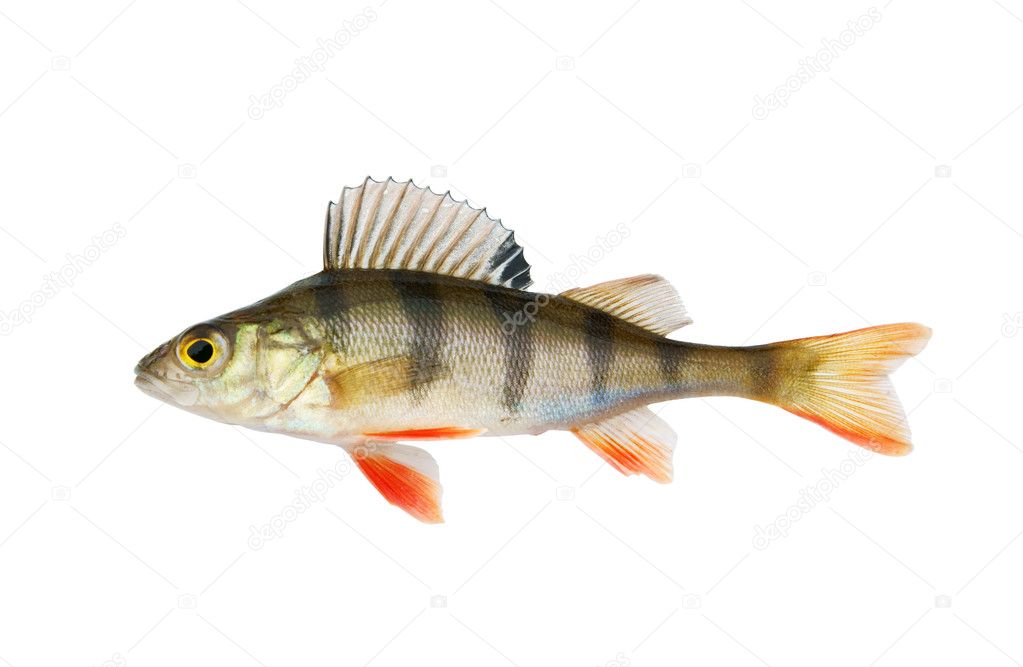 Small perch isolated — Stock Photo © valery2010 #1419556