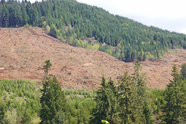Clear cut logging slope - Stock Image - Everypixel
