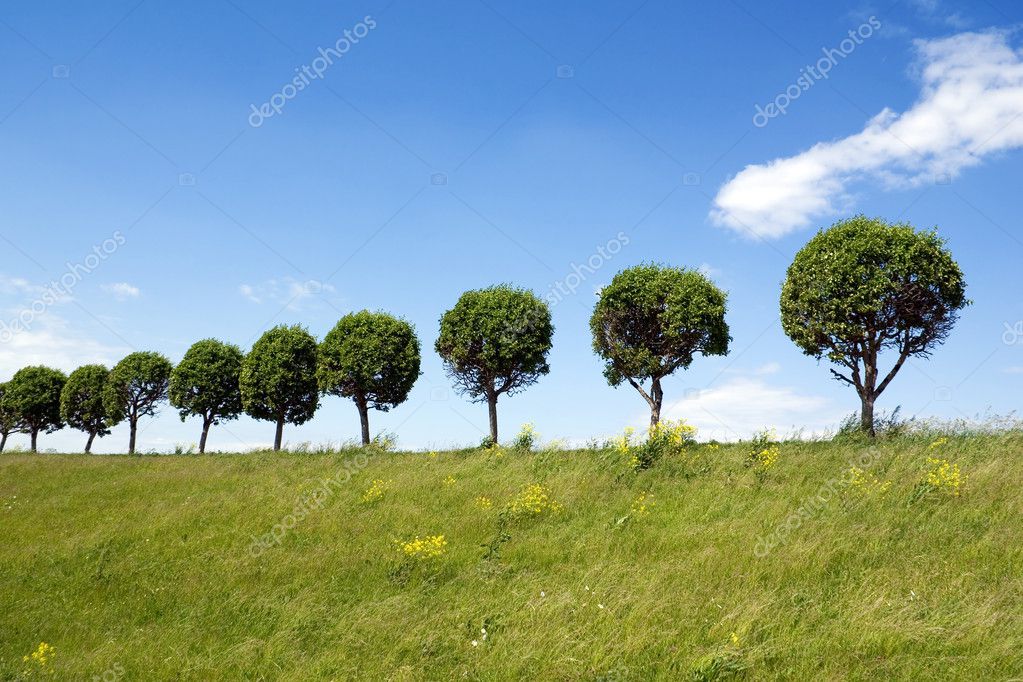 Trees in a line Stock Photo by ©timbrk 1469385
