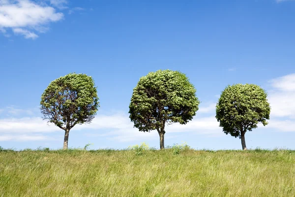 Three trees Stock Photos, Royalty Free Three trees Images | Depositphotos