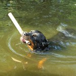 Dog of breed rottweiler. — Stock Photo © fotomt #9093698