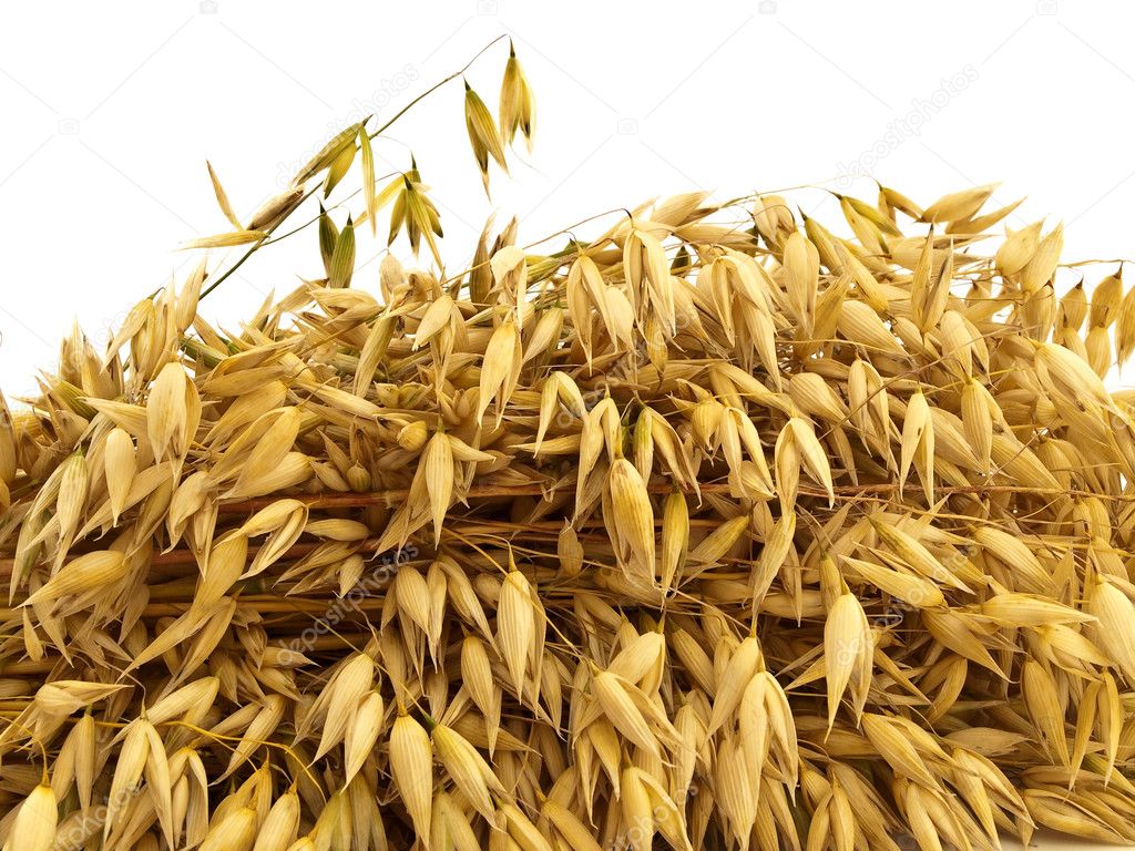 Oats — Stock Photo © S_Razvodovskij #1499226