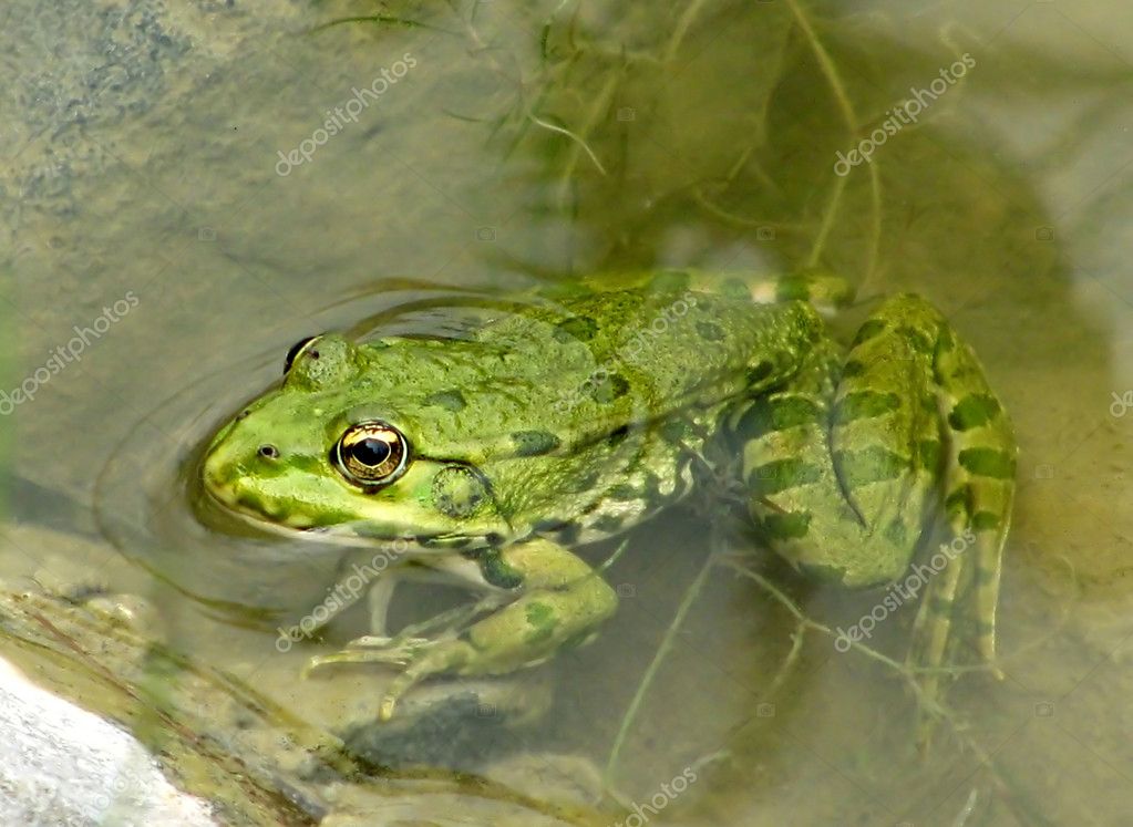 Frog in water — Stock Photo © elena73 #1527995