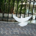 Dove flying — Stock Photo © ifong #9025250