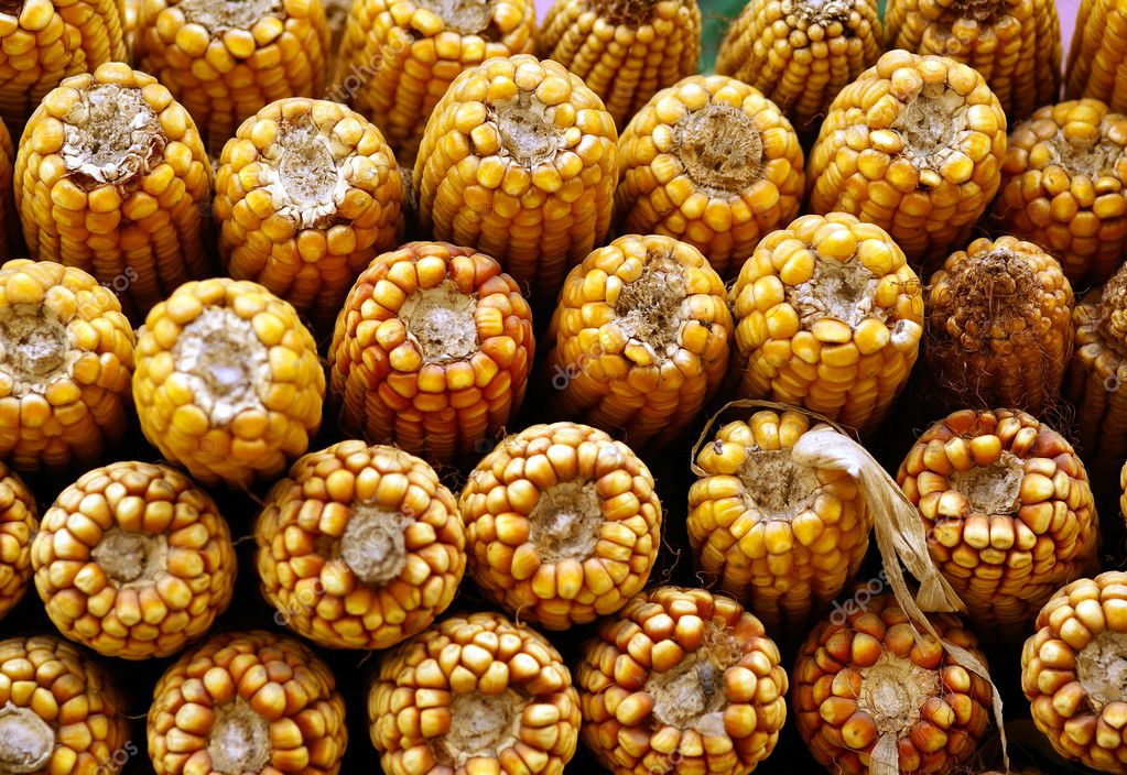 Corn Stock Photo by ©scrabble 1513060