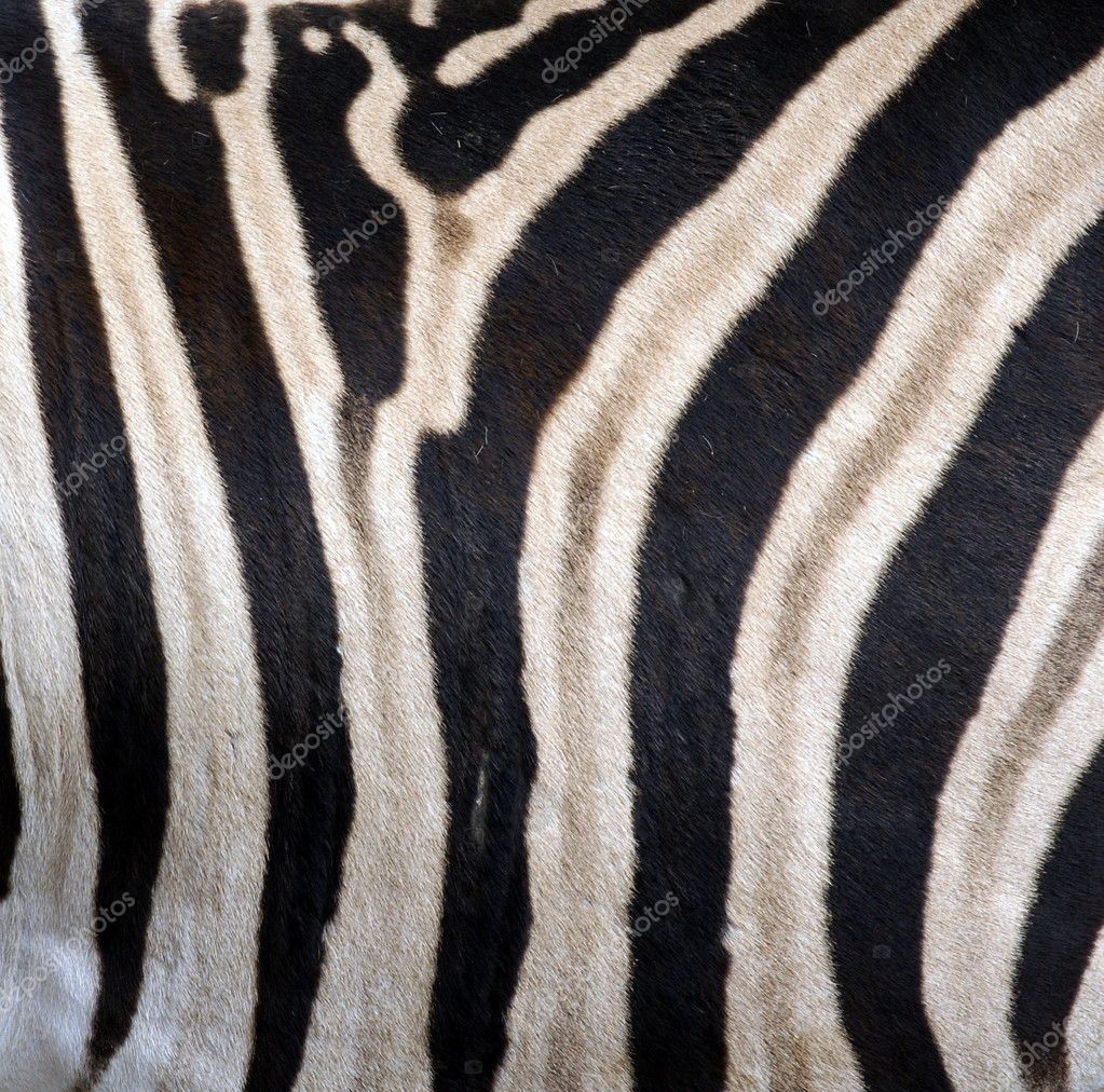 Zebra stripes texture — Stock Photo © scrabble #1515321