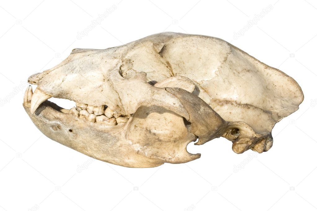 Skull bear Stock Photo by ©Natali_ua 1532971
