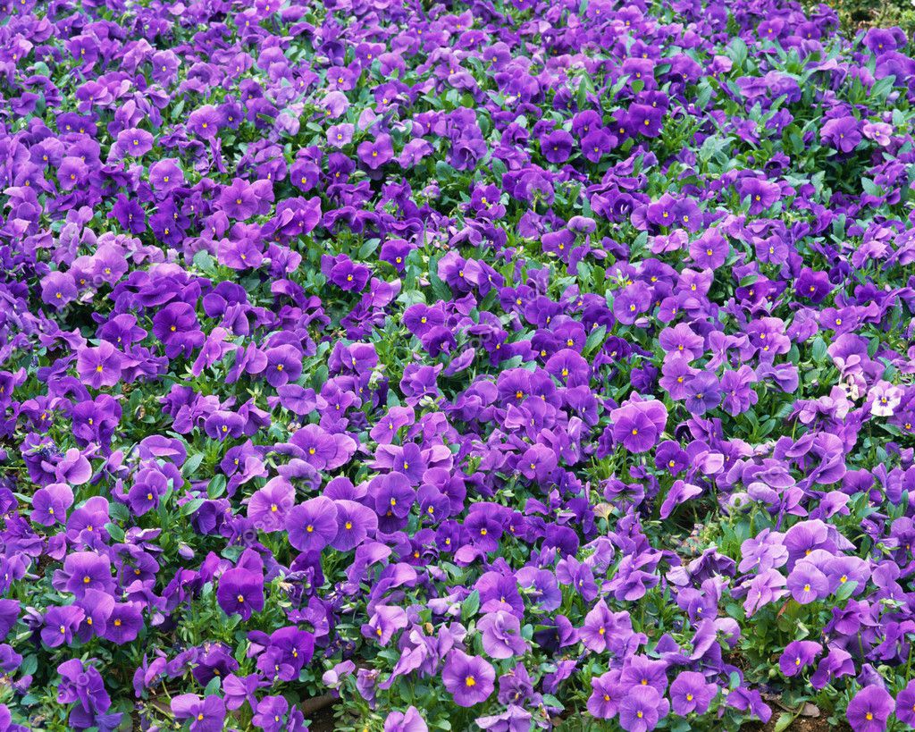 Spring is in the air… Part I: April Violets… The Perfumed Dandy’s ...