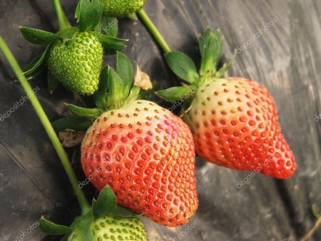 Unripe strawberry in the farm — Stock Photo © ilovethebeach #2004288