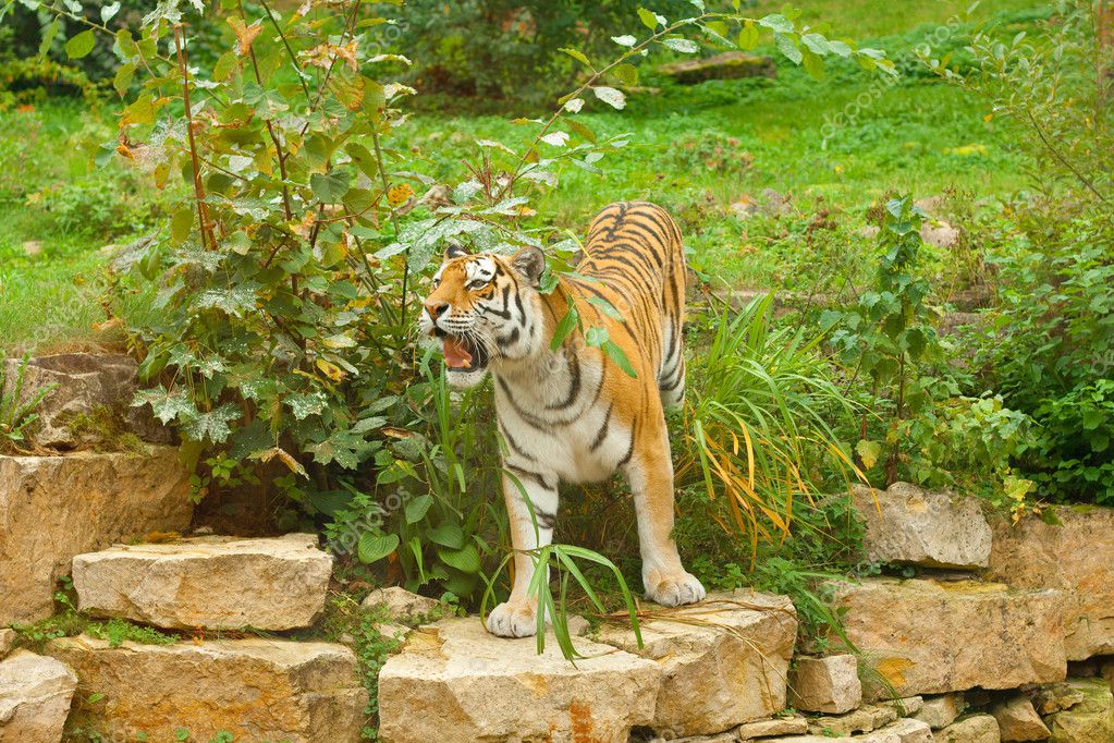 Tiger in green nature Stock Photo by ©trancedrumer 1610115