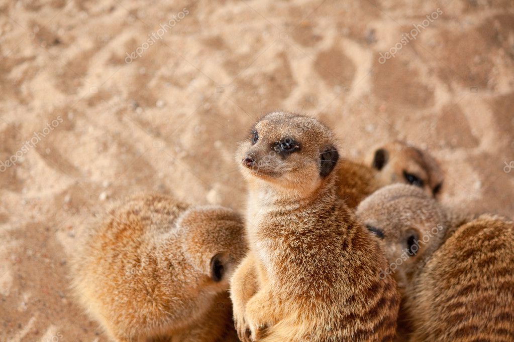 Meerkat family Stock Photo by ©trancedrumer 1610171