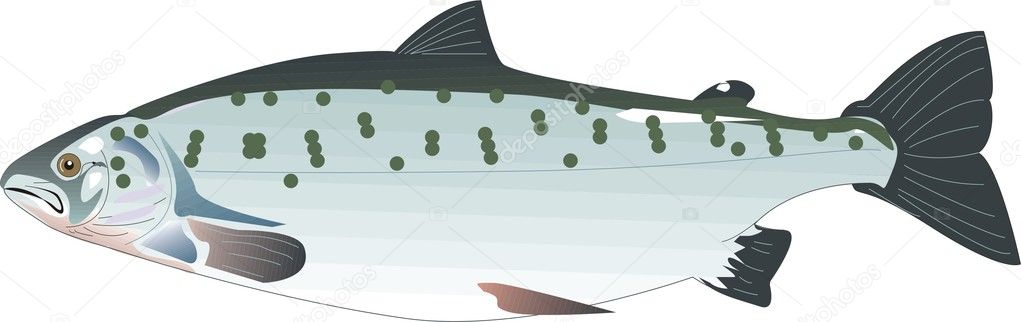 Beautiful Fish Vector Stock Vector by ©PrincessArt 1602946