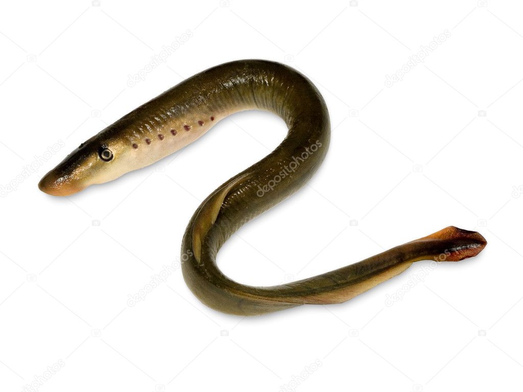 Lamprey — Stock Photo © Arsty. #2324178