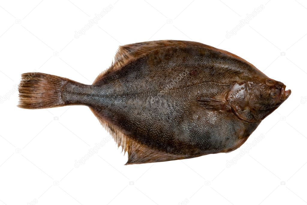 Plaice fish — Stock Photo © Arsty. #2324265