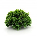 Top view of ginkgo tree isolated on white background. 3d illustr Stock ...