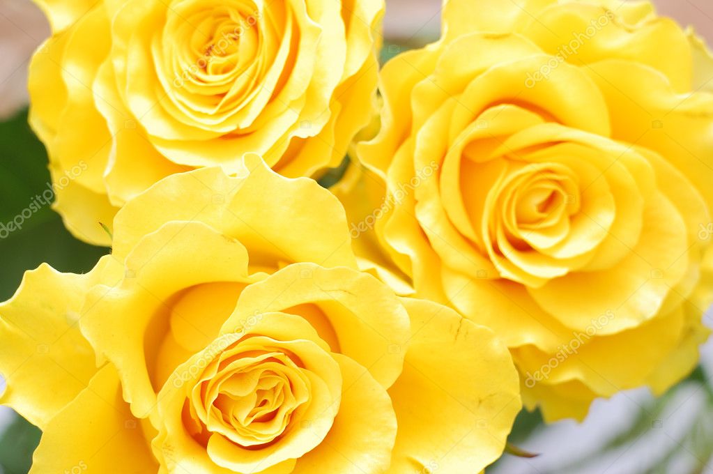 Beautiful yellow roses closeup Stock Photo by ©VVDude 1642102