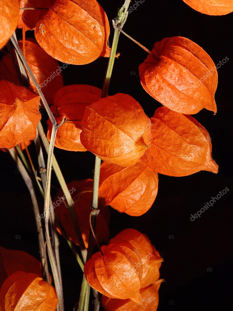 Physalis Stock Photo by ©ollikainen 1695051
