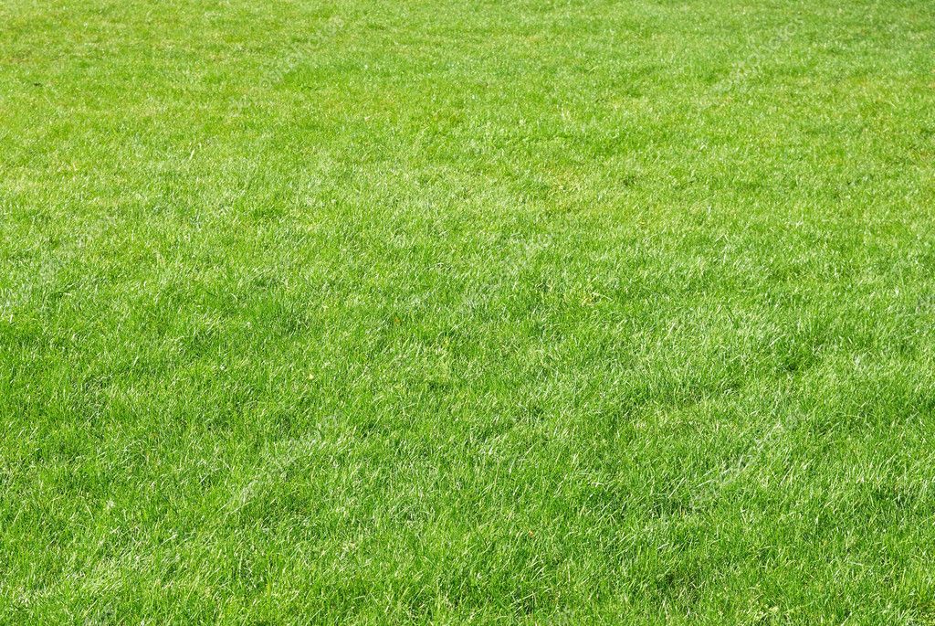 Texture de gazon image libre de droit par dovapi © #1623482