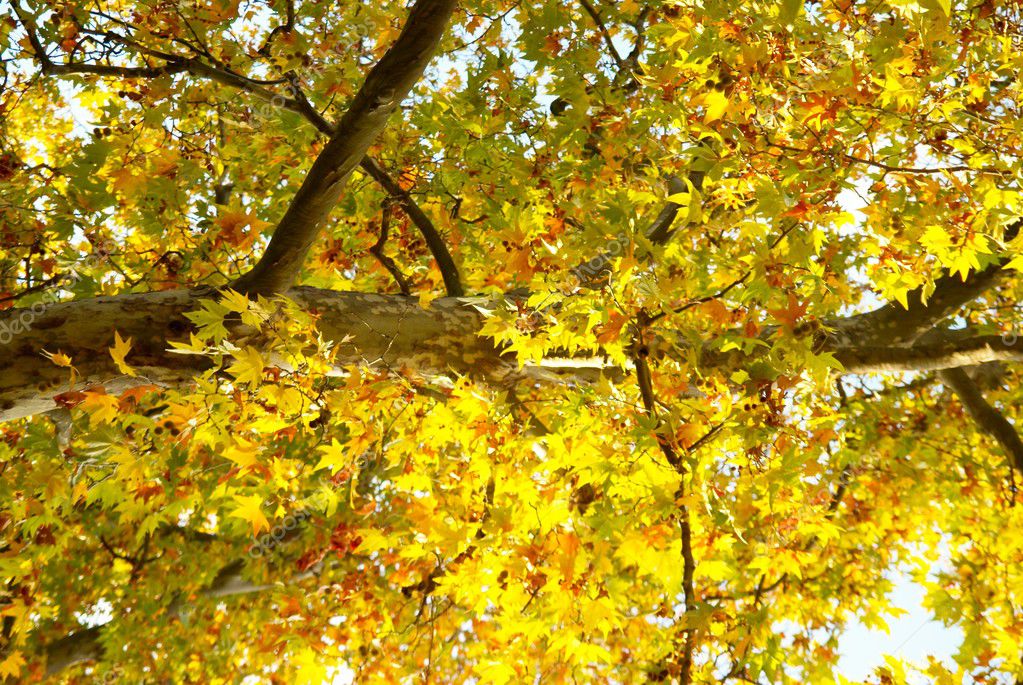 Yellow fall tree. Stock Photo by ©dovapi 1718186