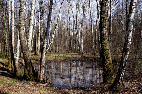 Foresta russa Stock Photos, Royalty Free Foresta russa Images ...