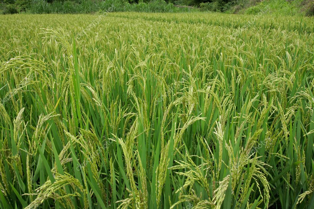 Ladang beras Cina — Foto Stok © EcoPic #1715794
