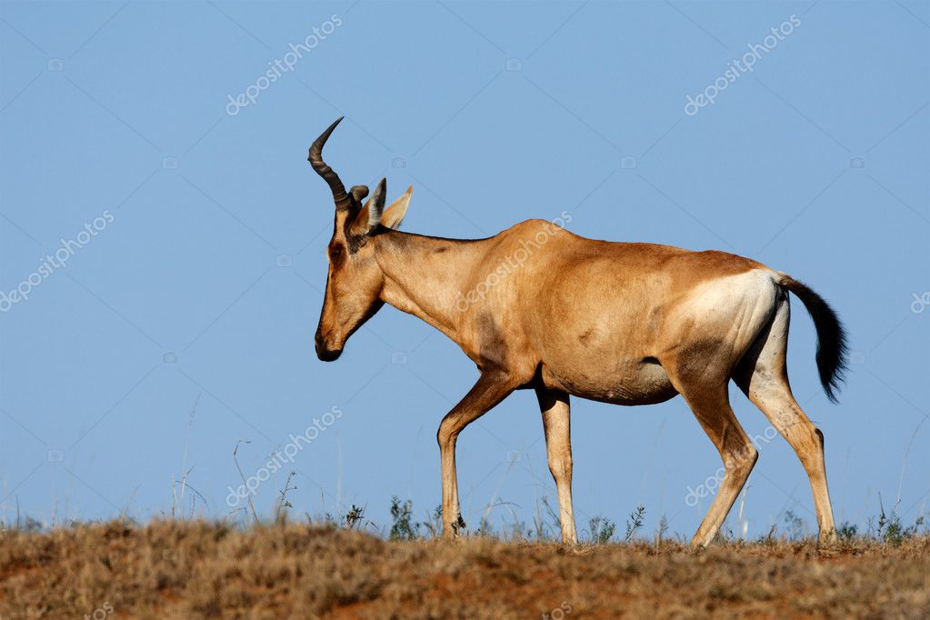 Red hartebeest — Stock Photo © EcoPic #1867839