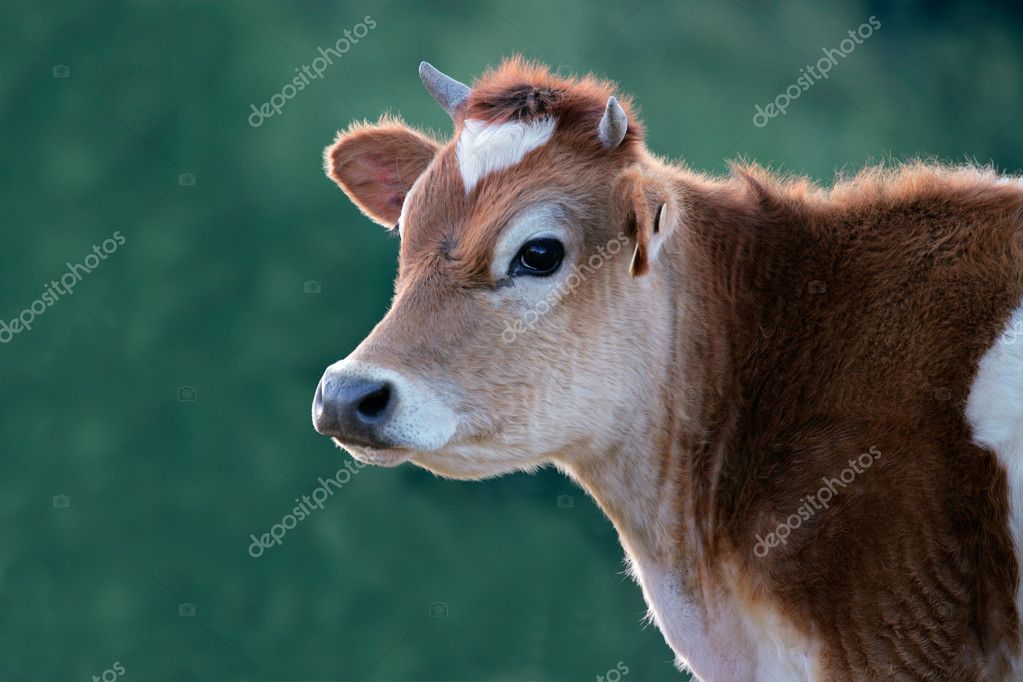 Cow portrait Stock Photo by ©EcoPic 1995177