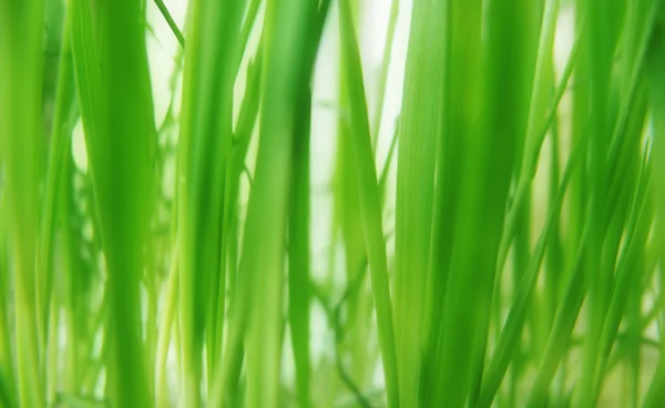 Rank plant Stock Photos, Royalty Free Rank plant Images | Depositphotos®