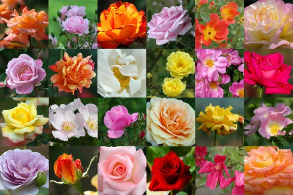 Rose collection Stock Photos, Royalty Free Rose collection Images ...