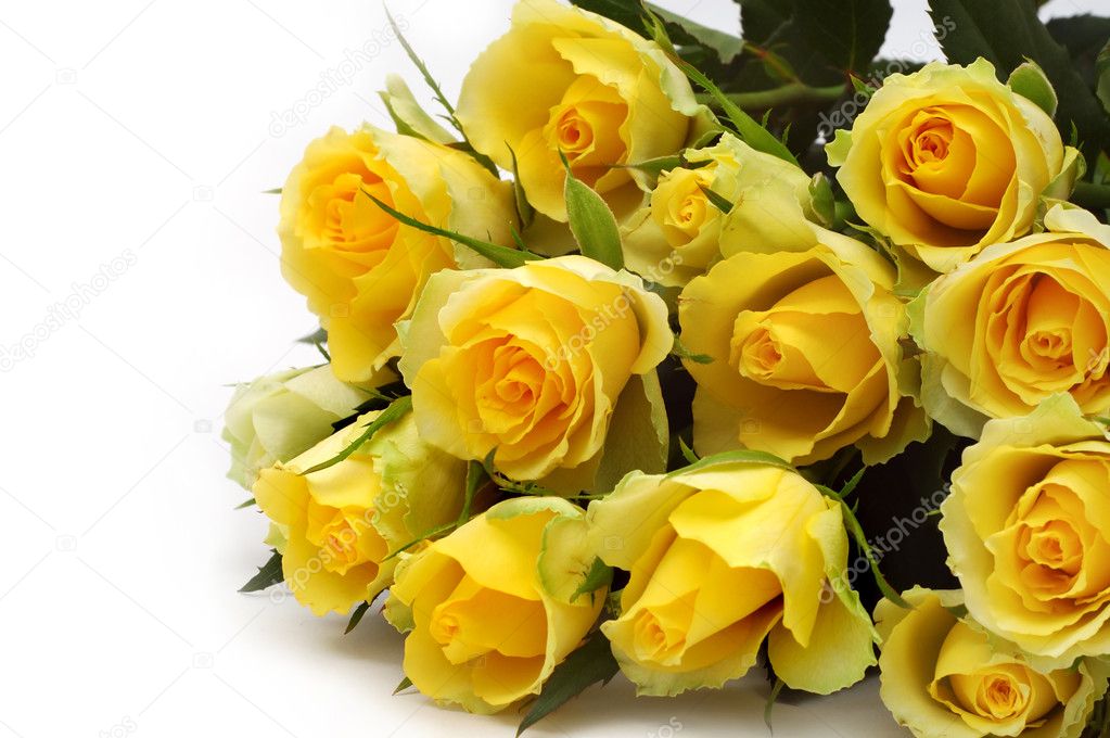 Yellow roses Stock Photo by ©miltonia 1656885
